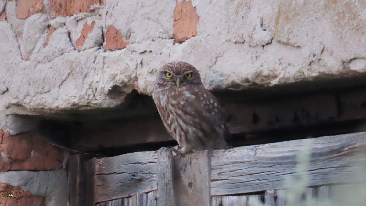 Сыч, жаворонки, трясогузка любят крыши. А заяц - заросли