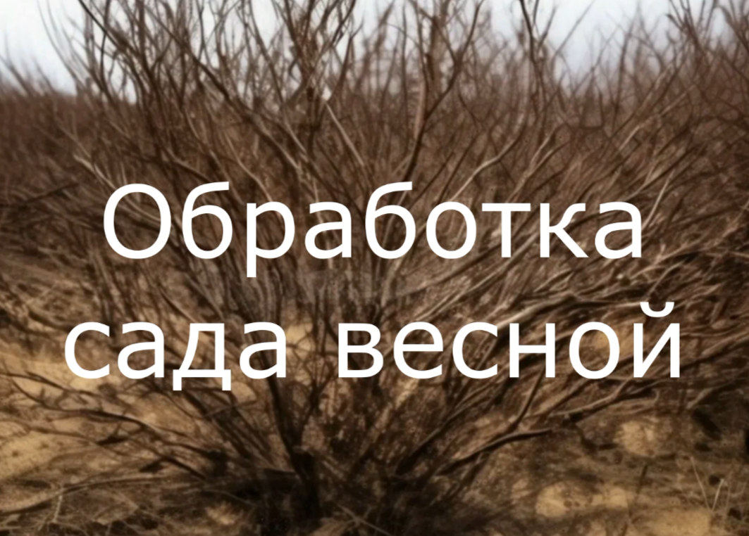 Обработка сада весной! Как и чем обработать деревья и кустарники?