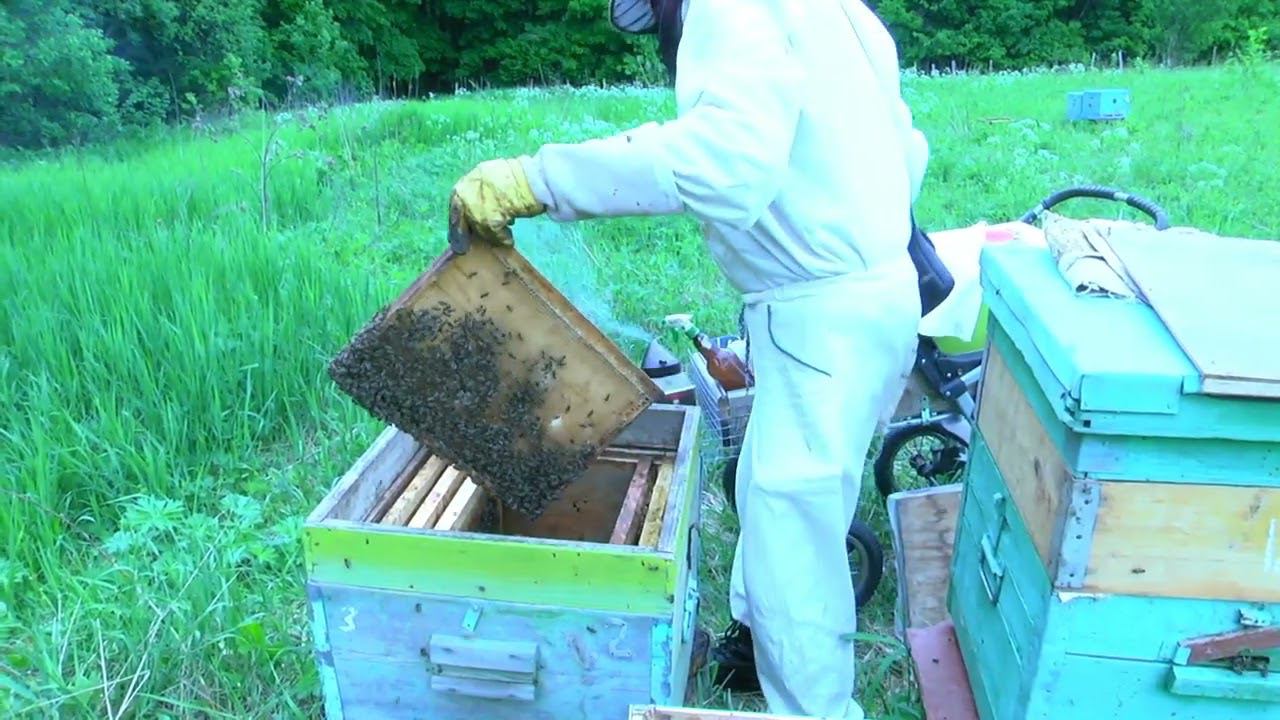 Первый рой 2023 Сергея. Пересадка в улей.Пчеловодство.