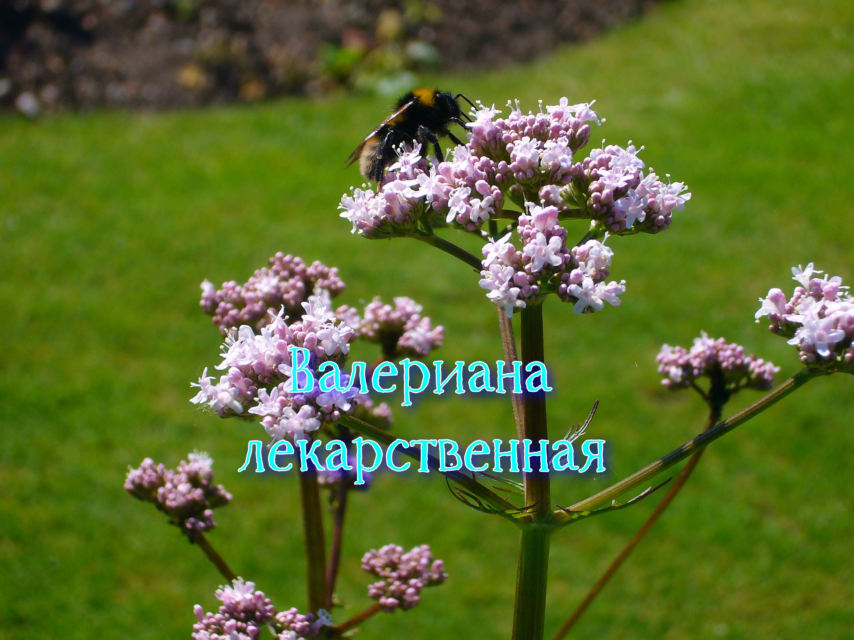 Успокоительное средство. Валериана лекарственная