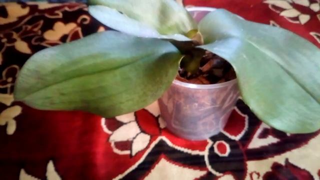 Результаты реанимации орхидеи Парфюмерная фабрика, наконец-то растит корни.