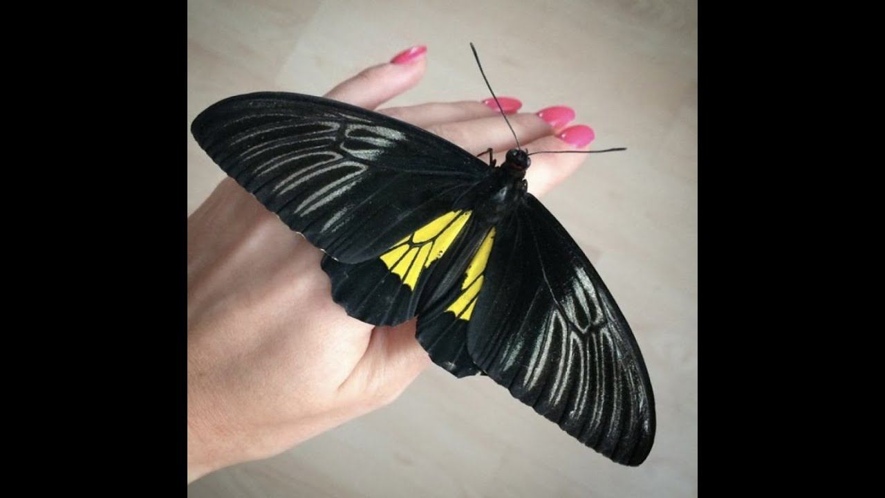 Инструкция по кормлению живых бабочек