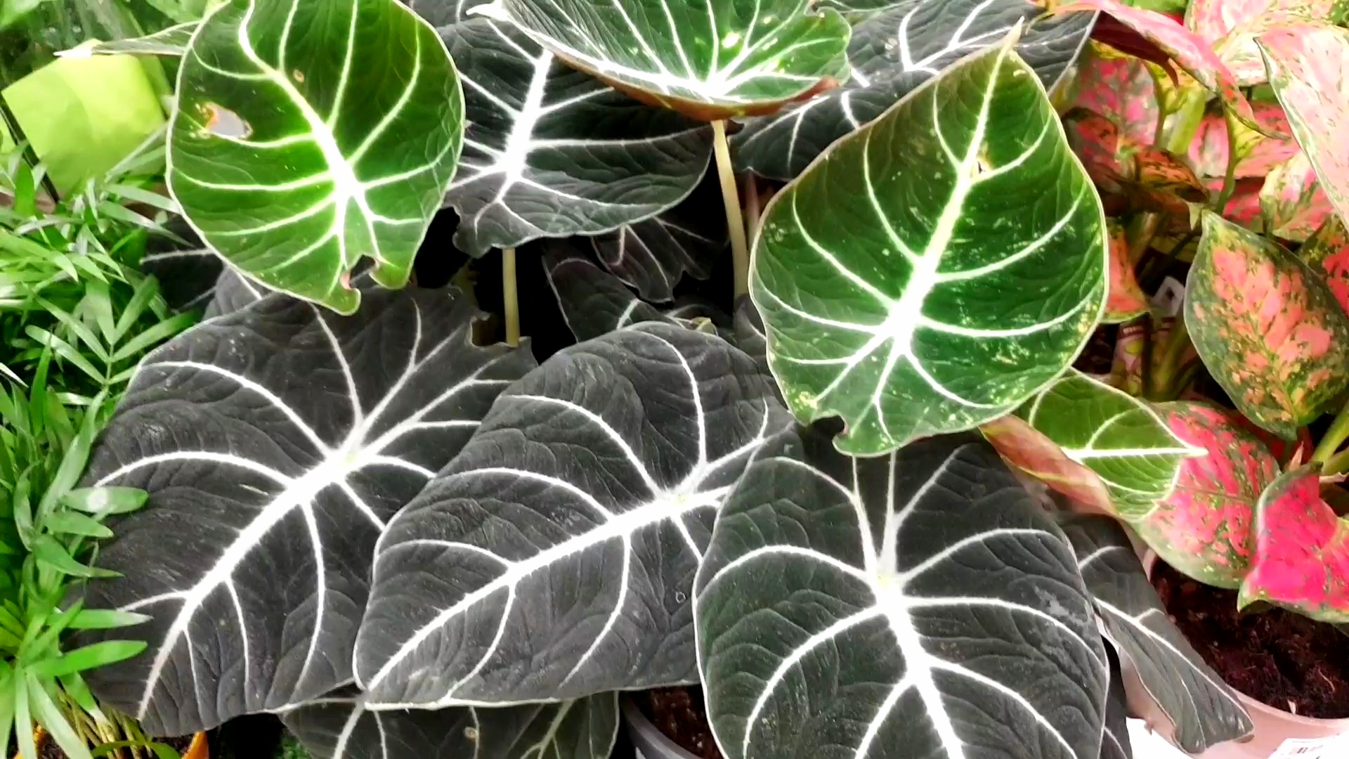 ☃️ЛЕРУА МЕРЛЕН?(В Очень Морозный День?❄)⚘