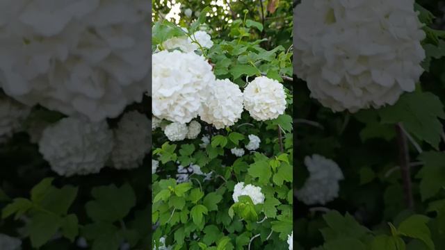 белоснежный бульденеш