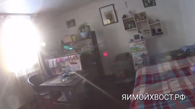 Ложная беременность у собаки