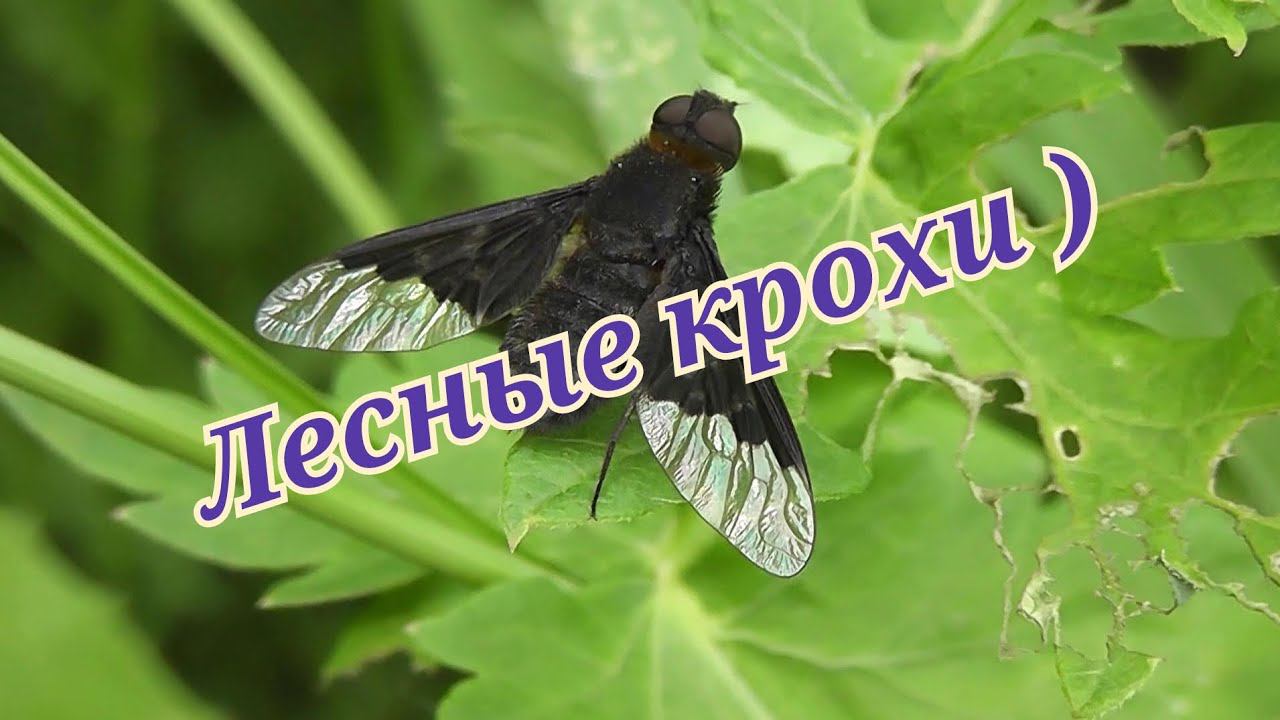 Крохи № 1