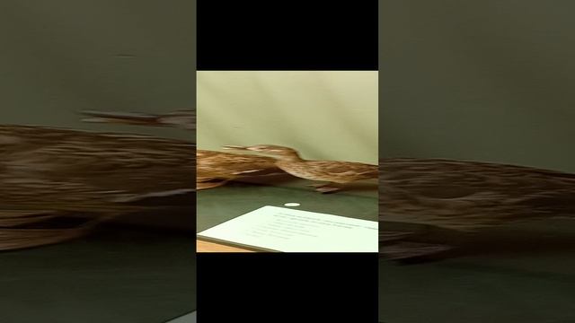 Краеведческий музей Курск