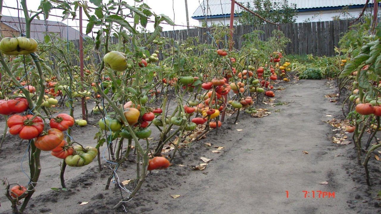 ОБЗОР  УНИКАЛЬНЫХ   ФИТОФТОРОМОРОЗОУСТОЙЧИВЫХ   ОЗИМЫХ ТОМАТОВ