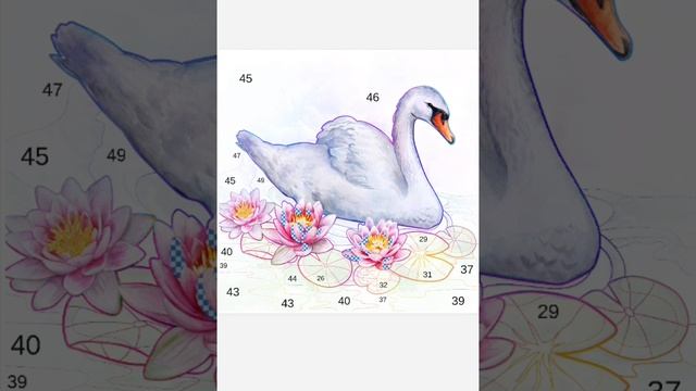 РАСКРАСКА №34 ЛЕБЕДЬ