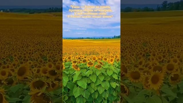 Умом Россию не понять