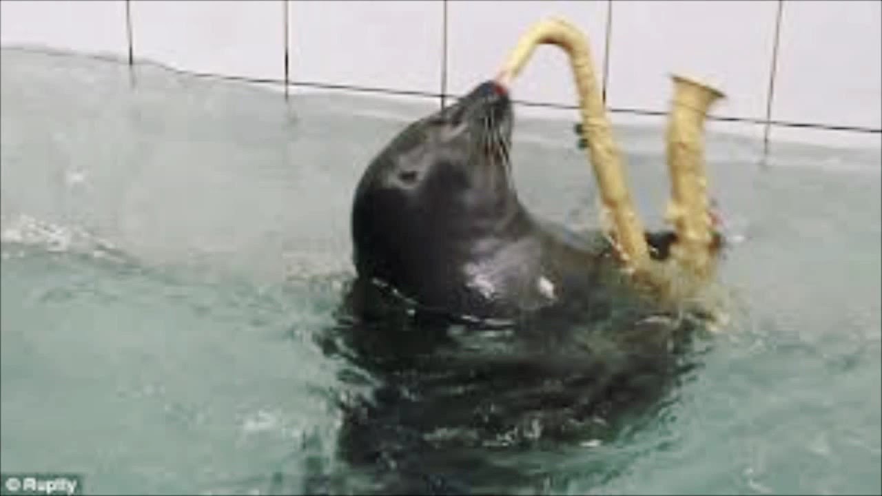 Тюлень на саксофоне seal plays sax