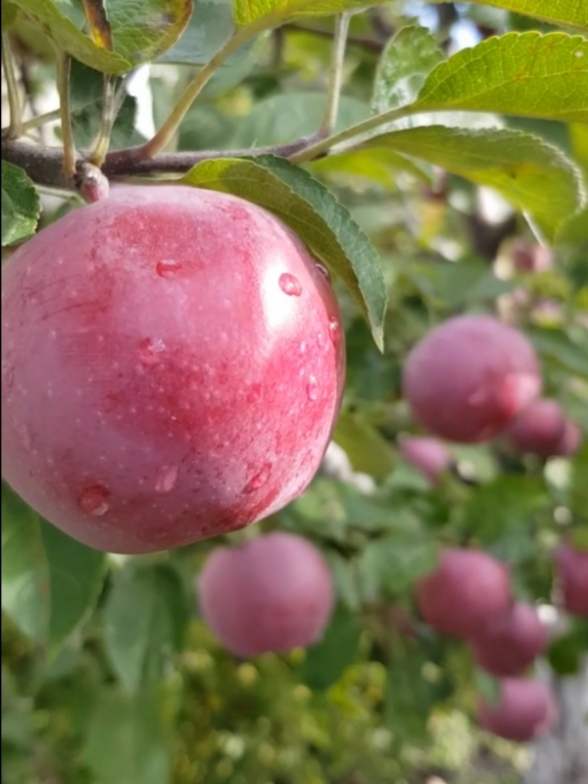 Сорт яблони Спартан.