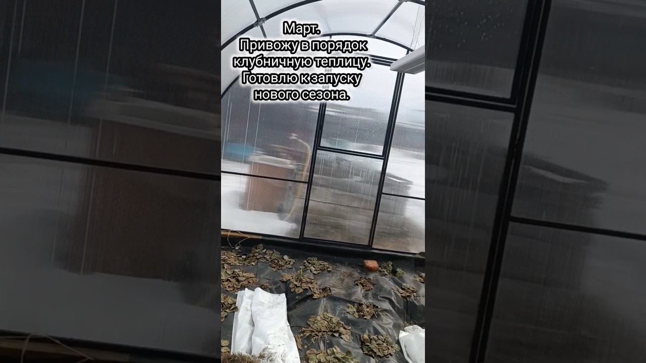 Привожу в порядок клубничную теплицу в марте.