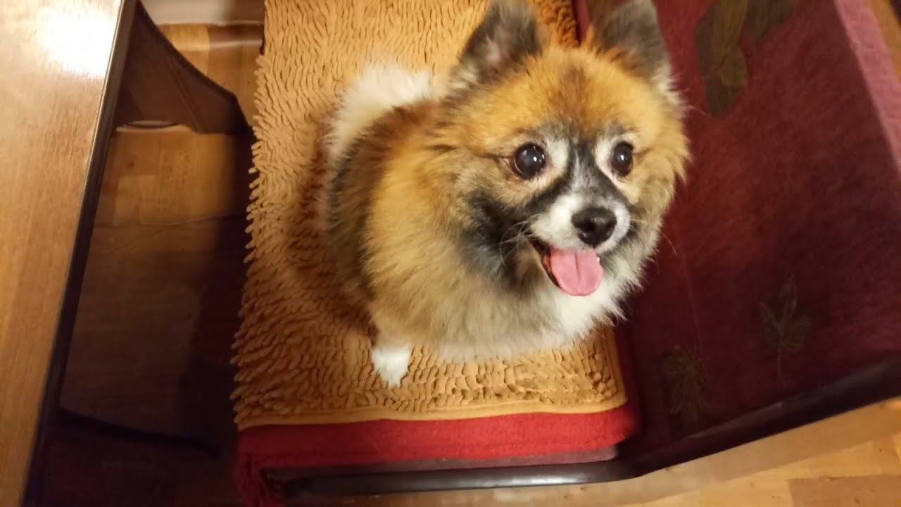 Управление человеком. Режим "наглёж и обаяние". Шпиц Джоли