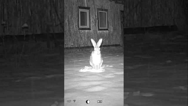 Заяц роет снег, ищет пищу