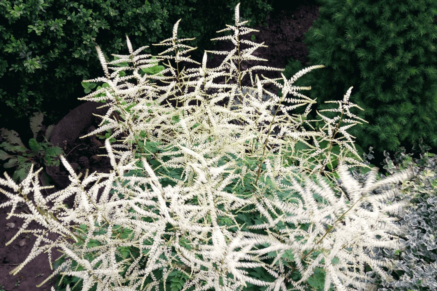Волжанка, арункус "Misty Lace". Цветение волжанки (Aruncus)