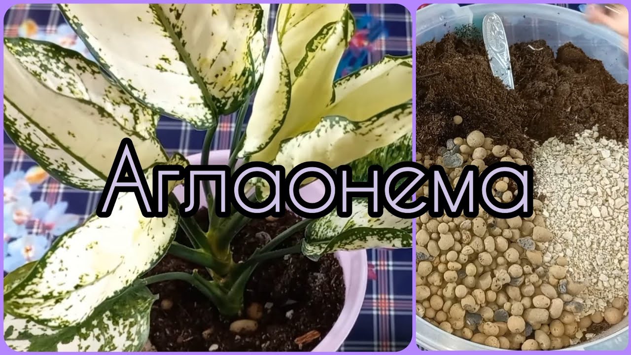 Группа ВК?Размножение белой АГЛАОНЕМЫ?Фёрст Даймонд?Пересадка?Грунт?Дренаж?Полив?Уход?