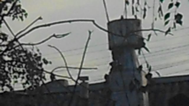 Голуби на крыше 46854685 DSCN4791