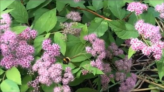 Видеоподкаст на тему «Удивительный шмель»