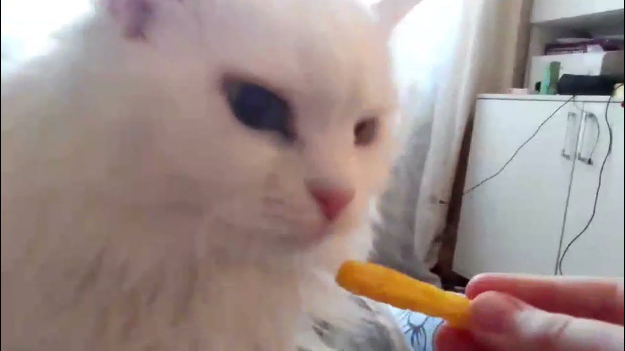 Мой канал через неделю LiveGame. Моя кошка Шуста ест Cheetos со вкусом кетчупа извините за качество.