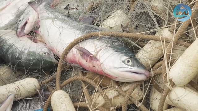 Старт путины 2024