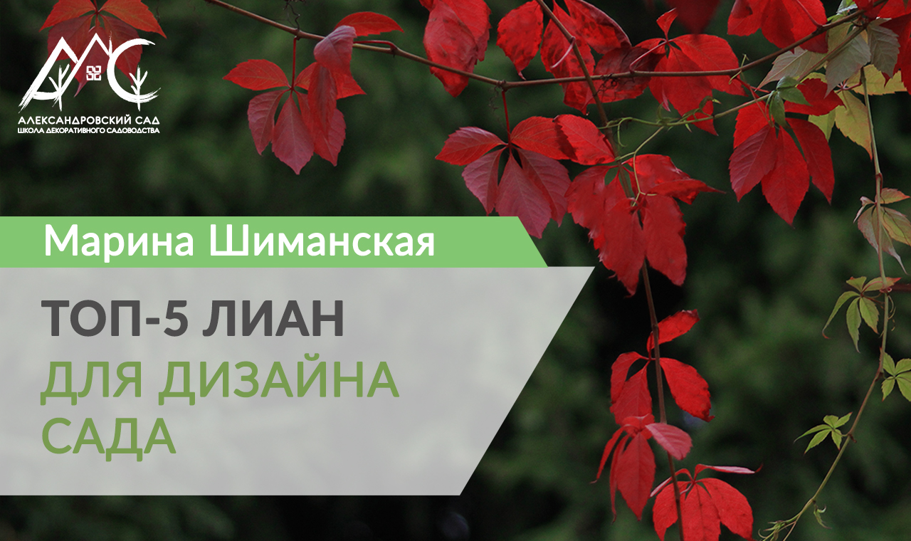 ТОП-5 лиан для дизайна сада