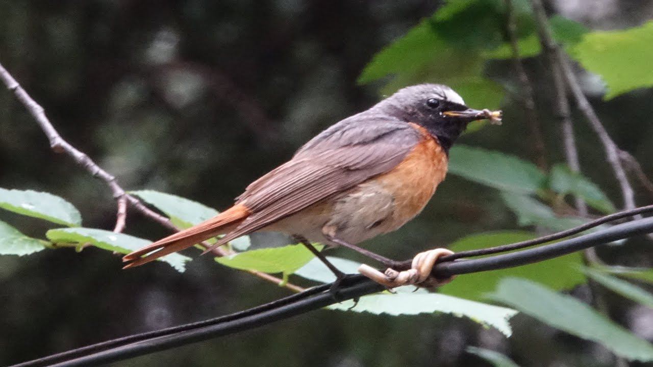 Горихвостки