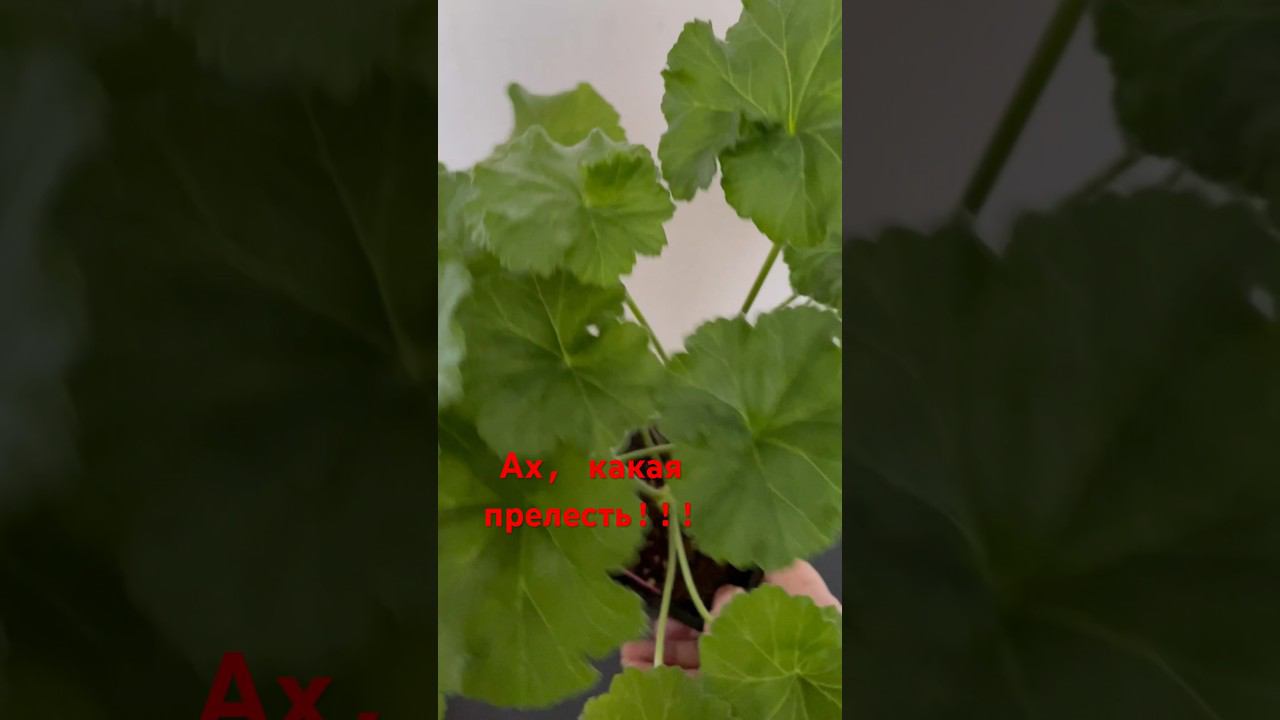 Как должны выглядеть укорененные черенки пеларгоний