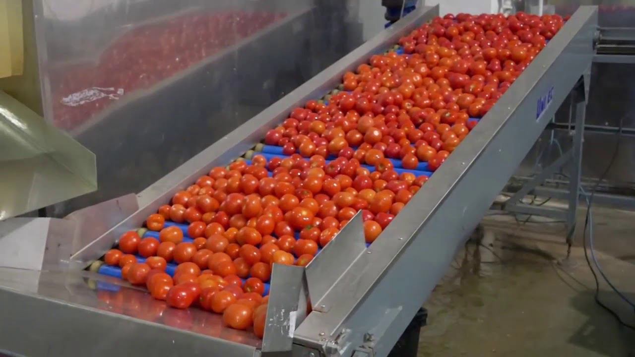 Сушка томатов