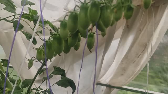 Теплица с перцами, баклажанами, огурцами и томатами 27 июля 2021. Что выросло за неделю пока меня не