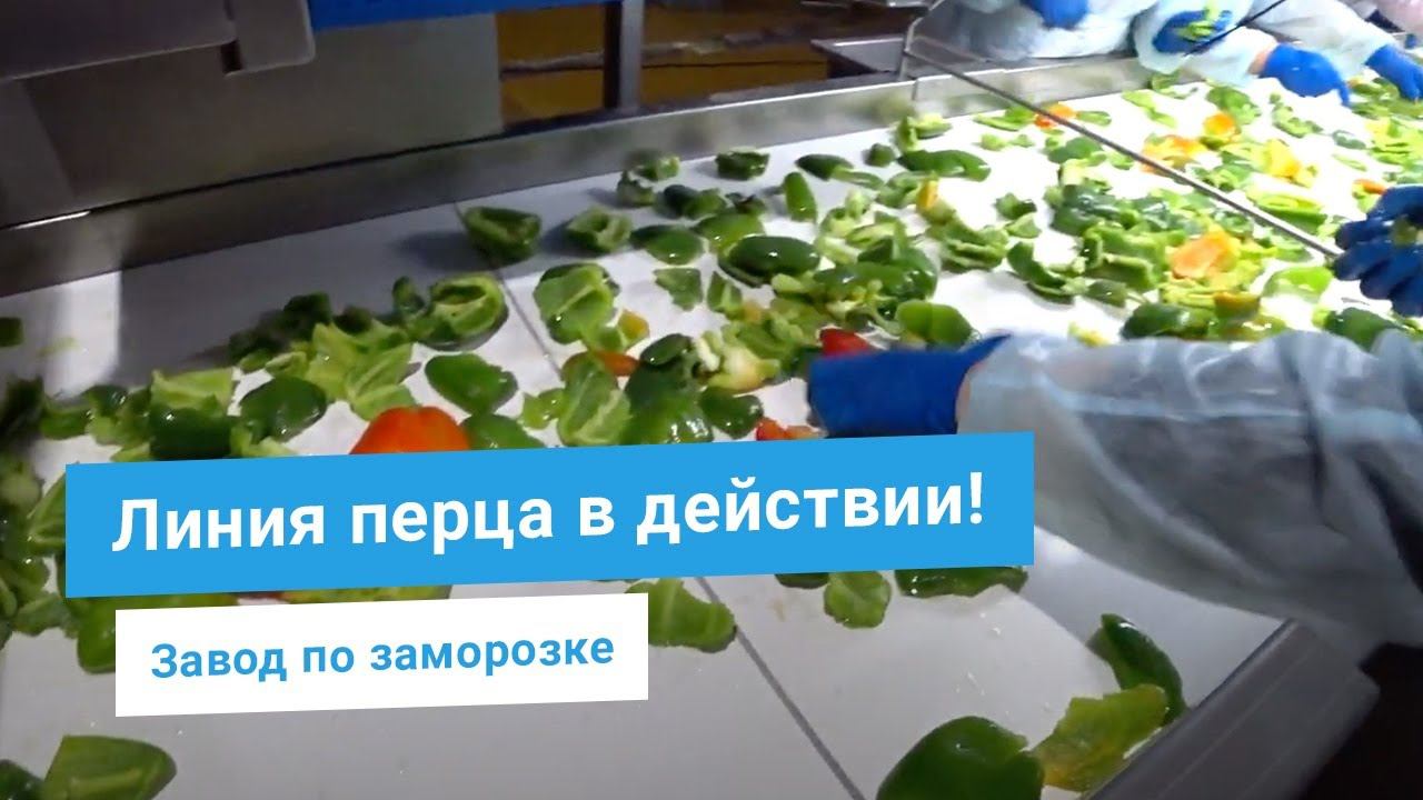 Линия сладкого перца: оборудование для мойки овощей, очистка, нарезка и заморозка болгарского перца.
