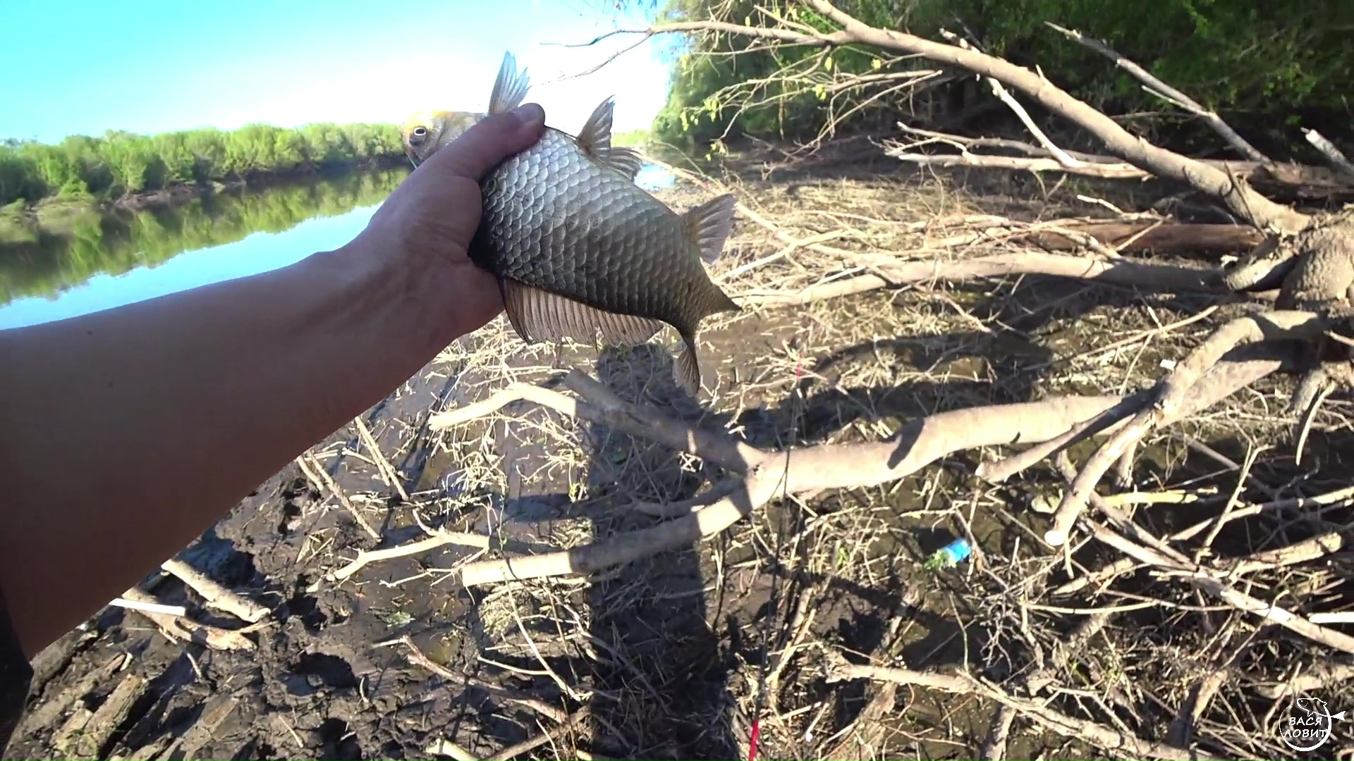 КАРАСЬ НА ПРУЖИНЫ Р ДОН  Май 2023 Наконец то открыл сезон