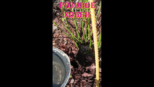 РОЗЫ. СЕКРЕТ БЫСТРОГО ПИТАНИЯ