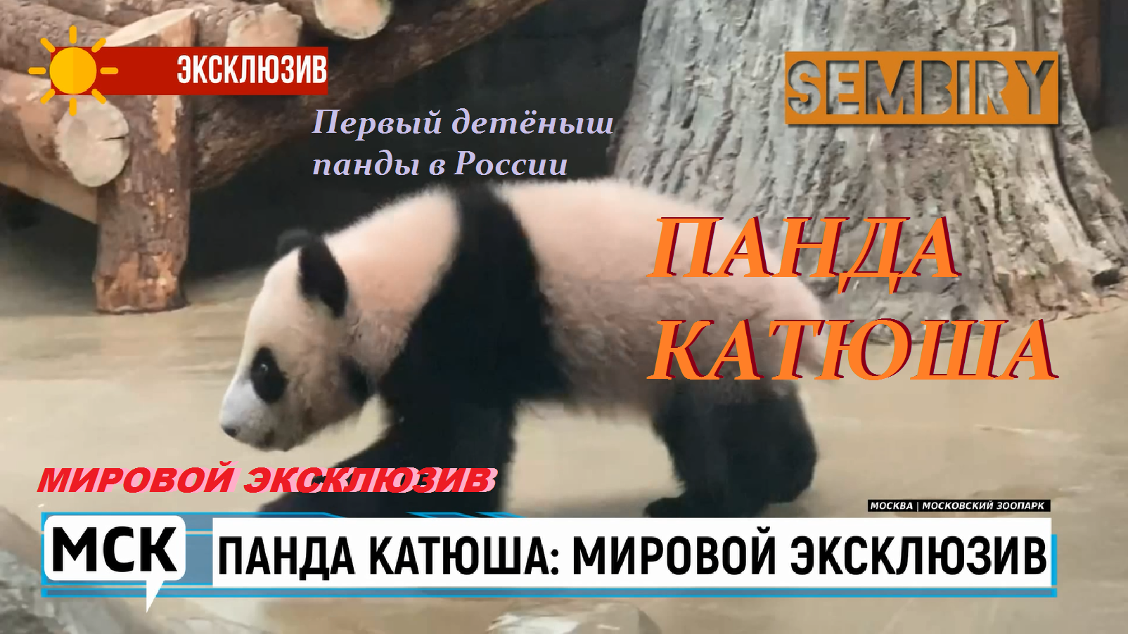 ПАНДА КАТЮША: ПЕРВЫЙ ДЕТЁНЫШ В РОССИИ. МИРОВОЙ ЭКСКЛЮЗИВ. МСК. Выпуск от 22.04.2024
