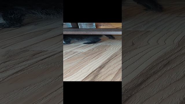 Вот оно счастье котенка