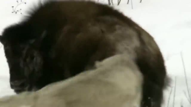 Как охотятся самые КРУПНЫЕ волки в мире!
Охота на бизона. Короли холода