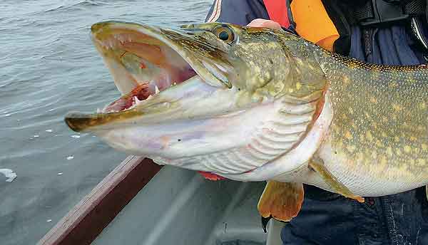 3 оснастки для ловли хищники на живца.