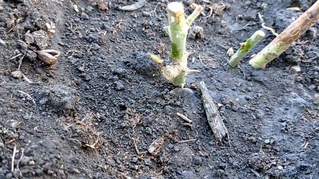 #цитокининовая_паста_для_чего#пробудить_почки#стимулятор_пробуждения Колдую с цитокининкой!.mp4