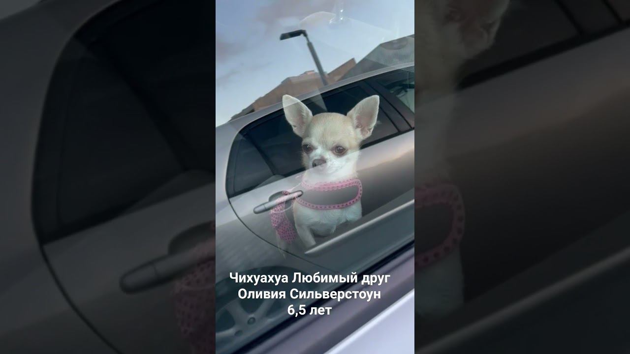 чихуахуа Любимый друг Оливия Сильверстоун
