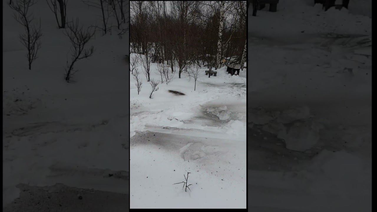 Ускоряем таяние снега на пасеке. #пчёлы