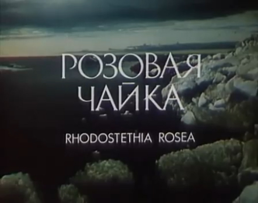 В объективе животные. Розовая чайка