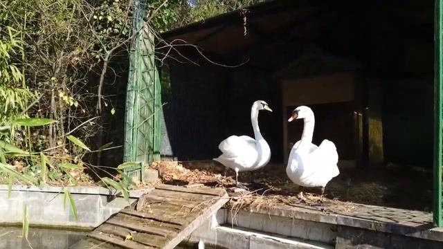 Ялта-21. 6 серия. Лебединое озеро.mp4