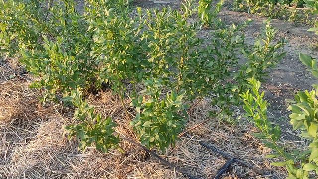 Летняя обрезка голубики.