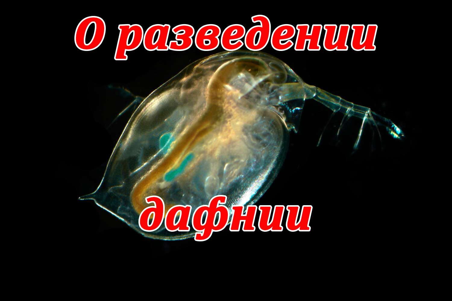 Дафния - разведение в домашних условиях, уход, кормление. Поэтапно