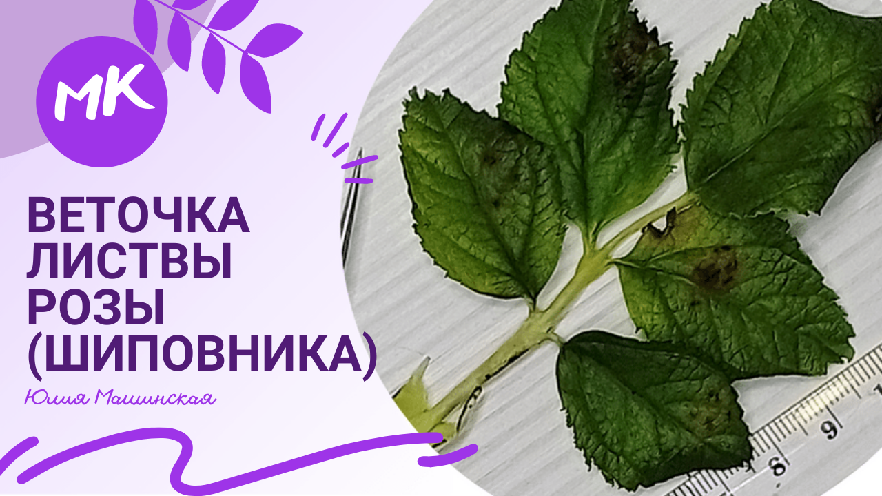 Мастер класс "Веточка листвы розы (шиповника)"