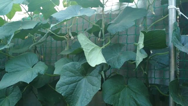 Огурцы в один стебель