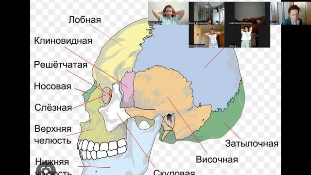 Отпускание черепа - 16.08.2024