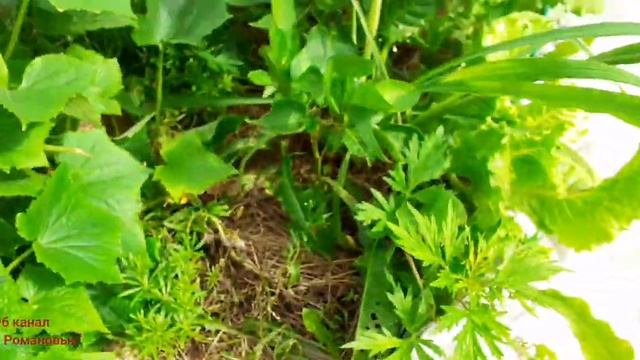 Обзор сортов сладкого перца.