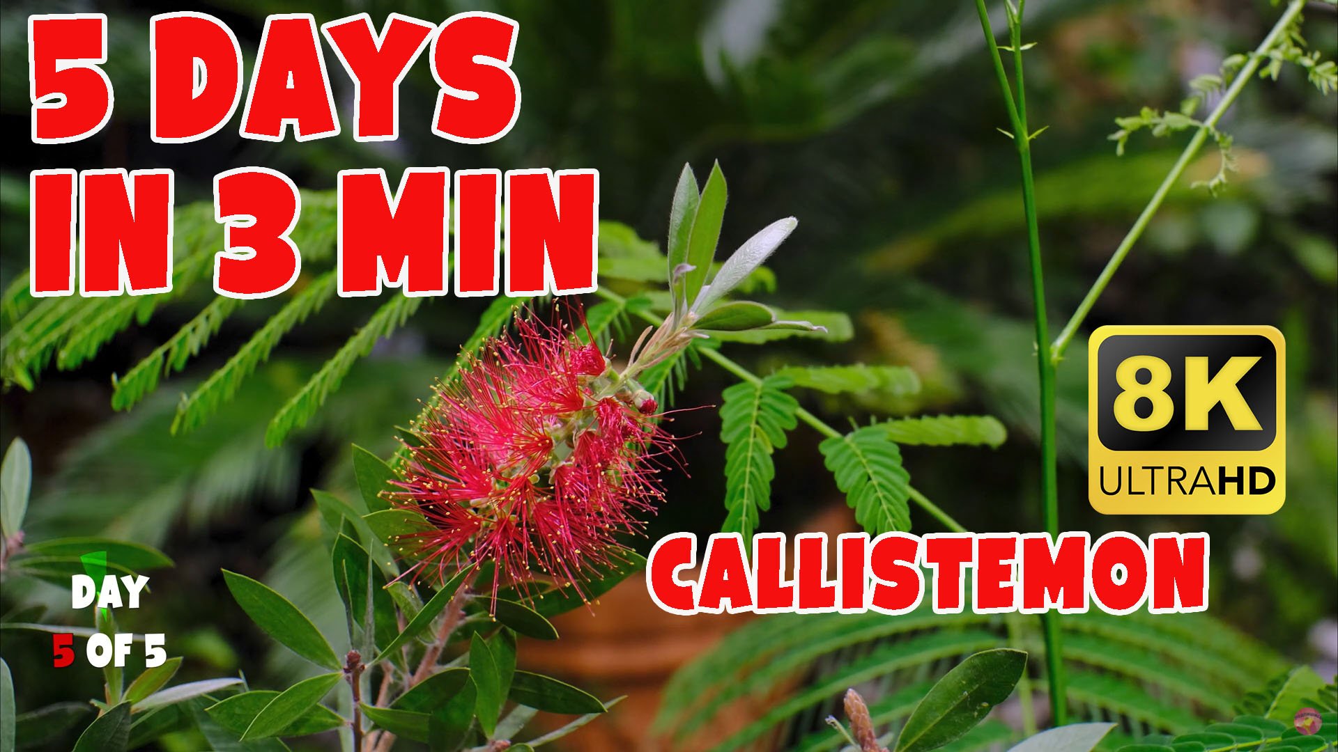 Раскрытие цветка в ускоренной съемке. Каллистемон 5 дней за 3 минуты )