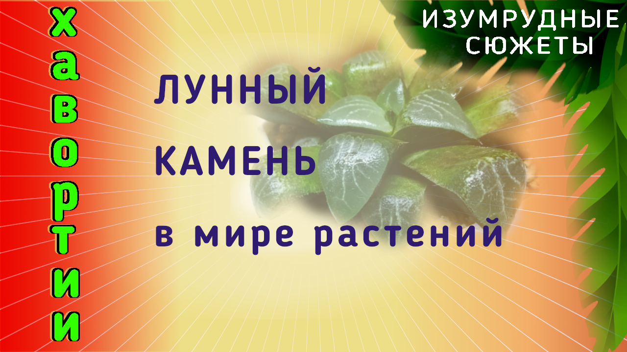 Суккуленты. Хавортия Haworthia «Moonstone». Лунный Камень В мире Растений.